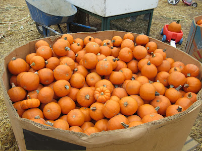Adventures in Weseland: The Great Pumpkin Patch