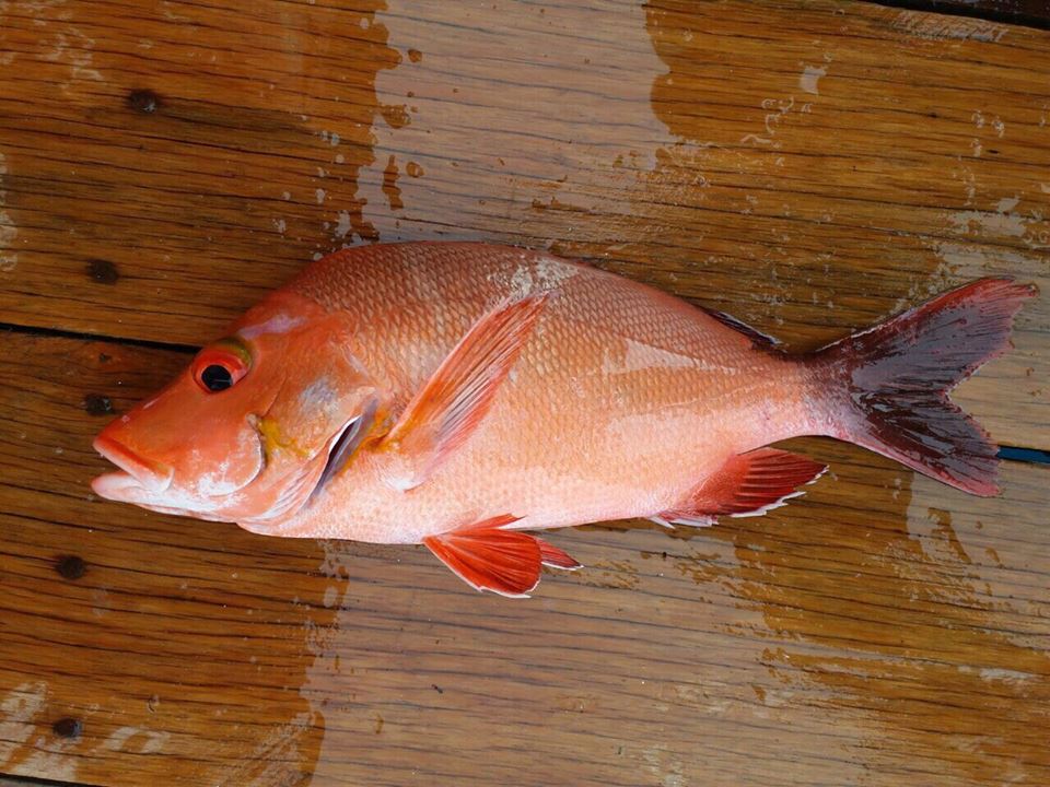 Red Snapper Fish Wholesale | Pasteurized Crab Meats, Pasteurized Crab ...