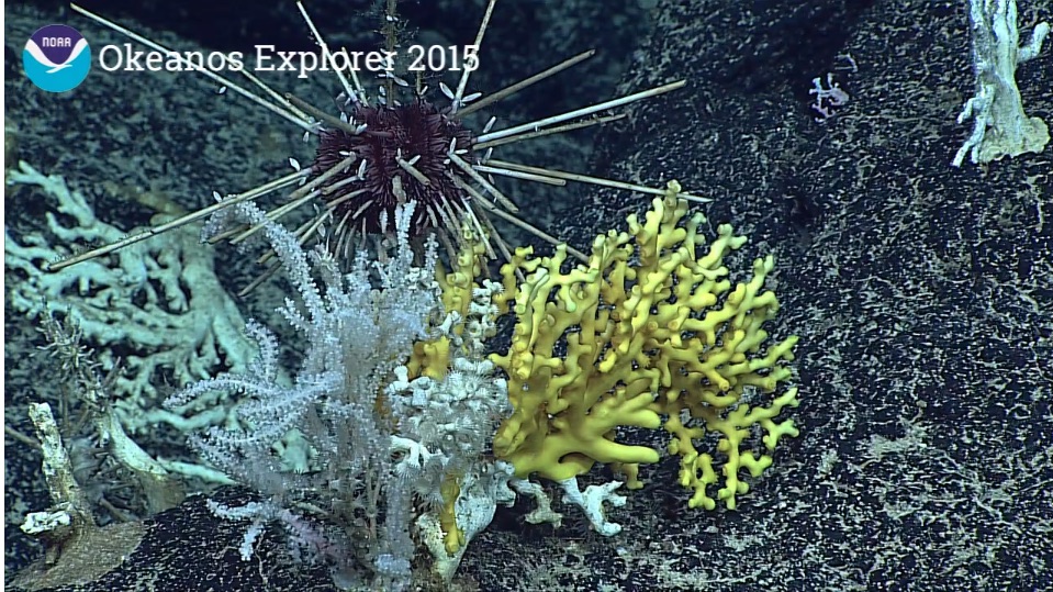 The Echinoblog: Know your Deep-Sea Urchins! (Okeanos echinoid edition!)