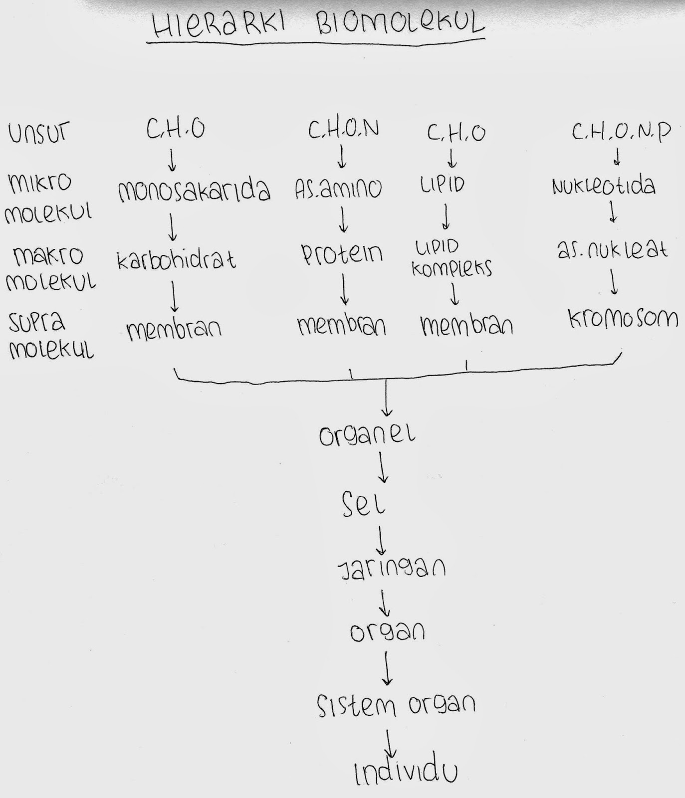 Hierarki Biomolekul ~ Advanced Insight