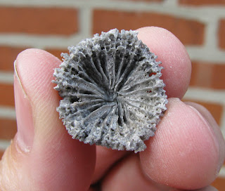 Views of the Mahantango: Beekite preserved fossils