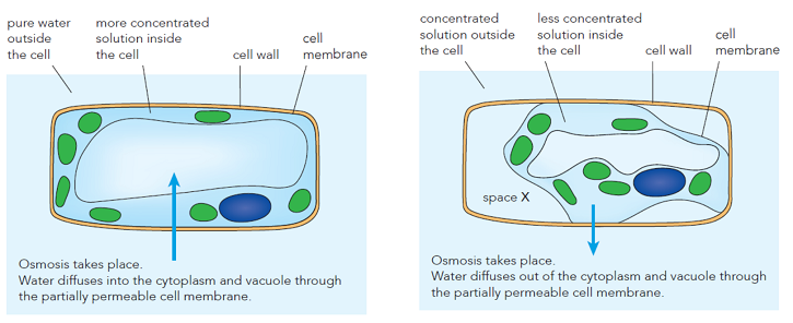 3.2. Osmosis | Biology Notes for IGCSE 2014 & 2024