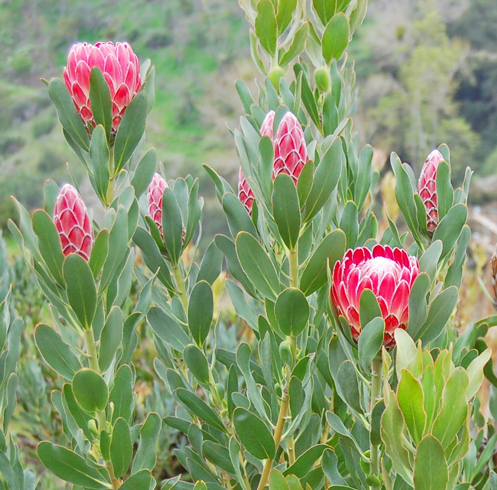 A Passion for Flowers: In the Field: Protea Red Baron