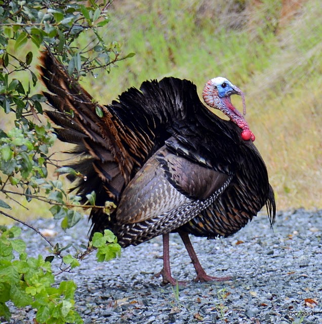 Over Good Ground: Rain, Turkey Poop and Fairy Dust