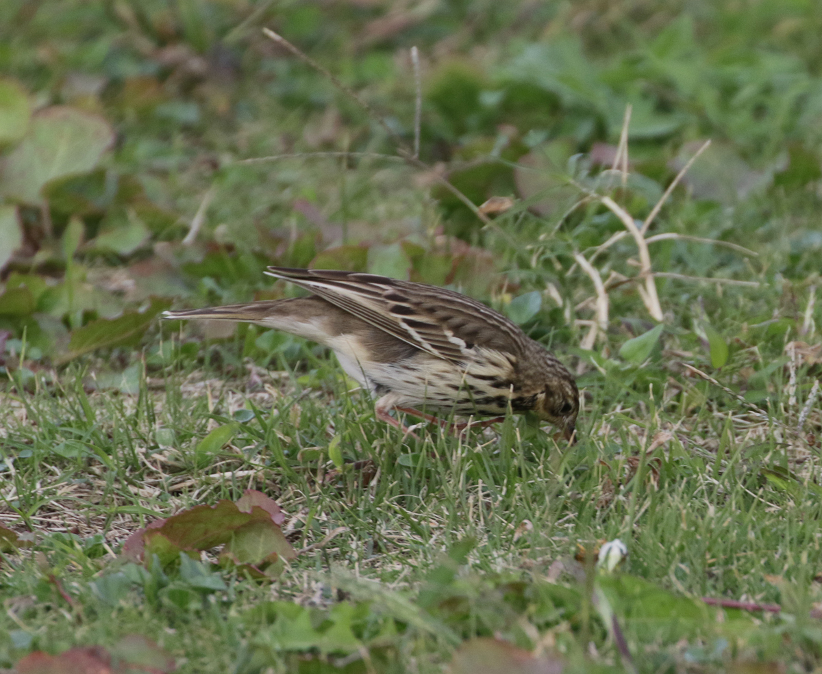 BIRDING - Kyoto, Kansai and Japan: Tree and Red-throated Pipits