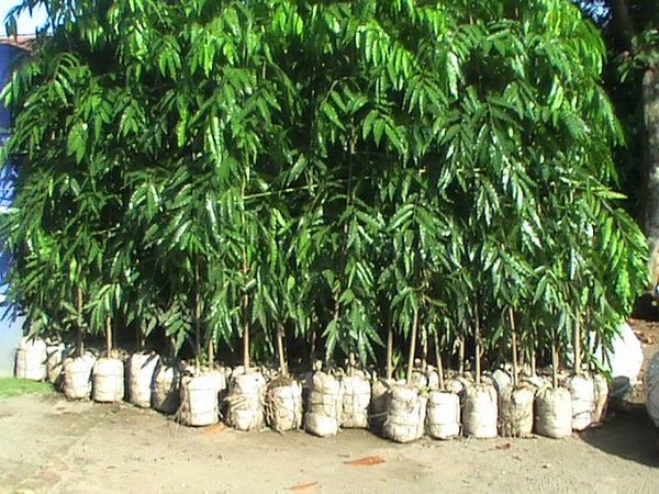 15 Jenis Tanaman Pelindung Populer 2017 | Pohon Pelindung | JUAL ...