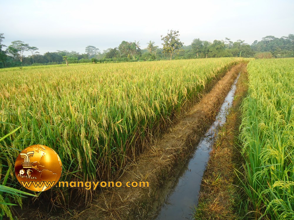 Padi sudah menguning, petani siap memanen padi ~ Blog Mang Yono
