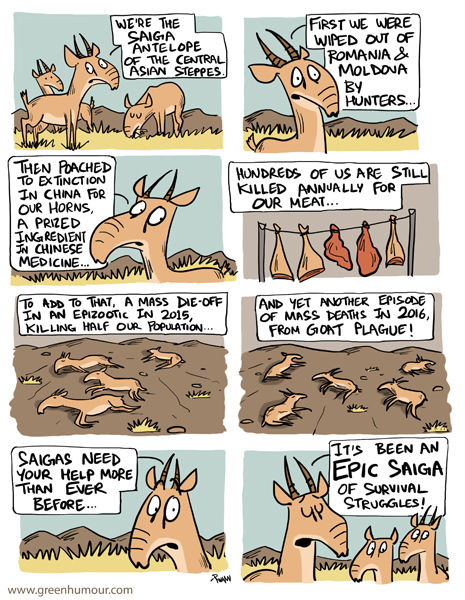Green Humour: The Saiga Antelope