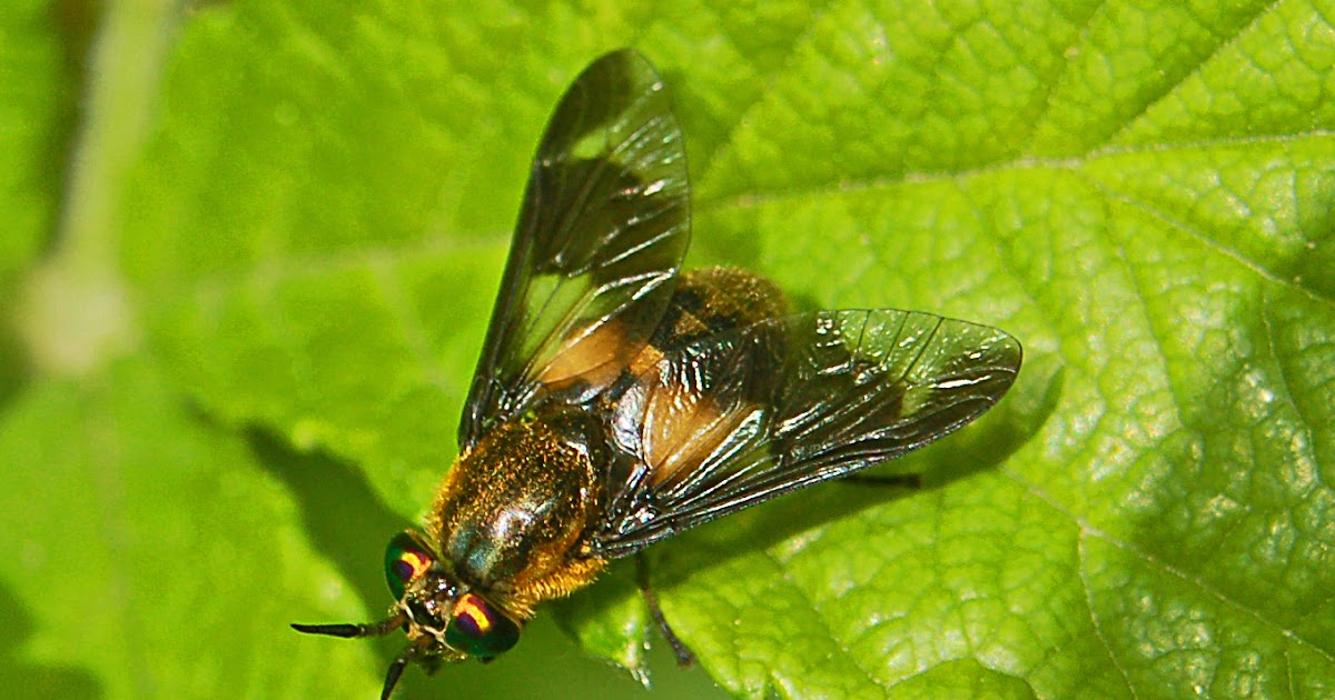 Variety of Life: Tabanidae