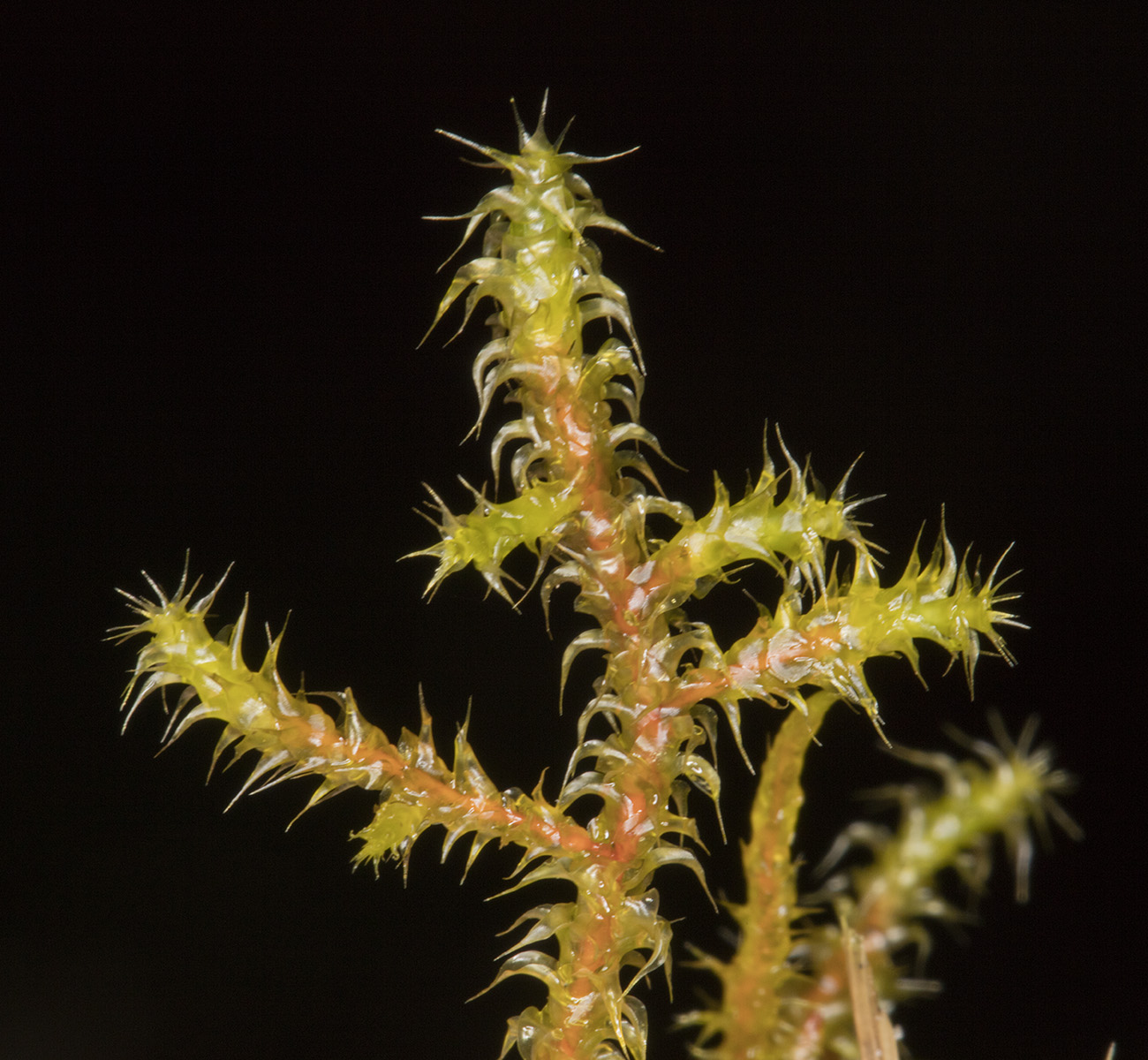 Mosses Again - And Liverworts | Naturally