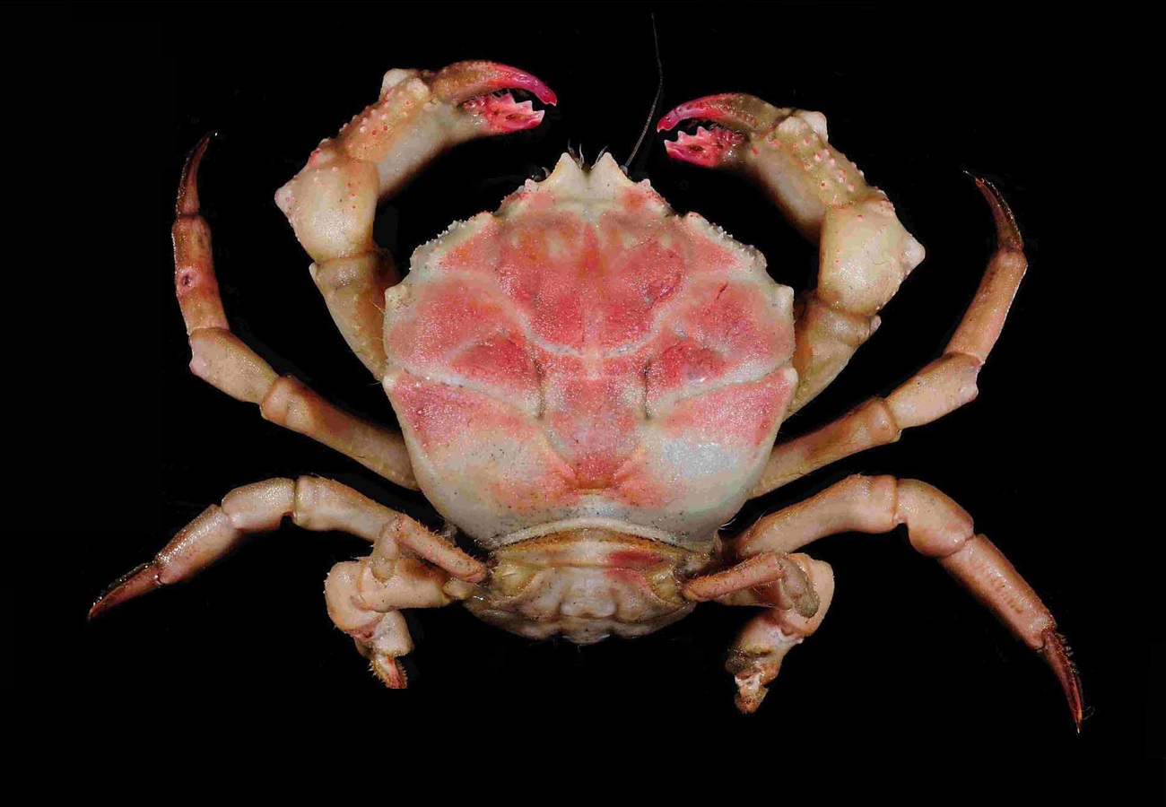 Species New to Science: [Crustacea • 2019] Revision of the Shell ...