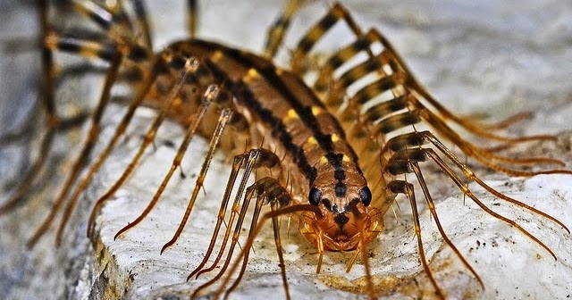 Scientific Names of Common Centipede Species - How To Get Rid Of House ...