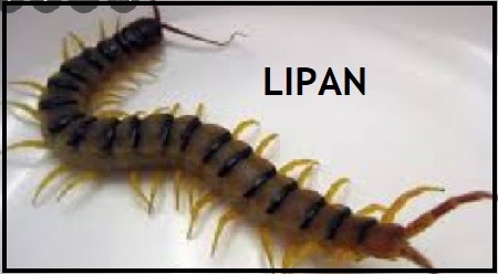 Anim Agro Technology: CARA HALAU LIPAN DAN RAWAT BISANYA