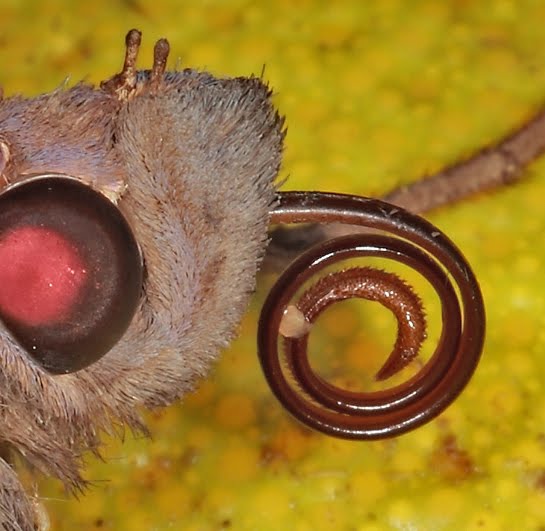 BunyipCo: Moth Feeding Frenzy