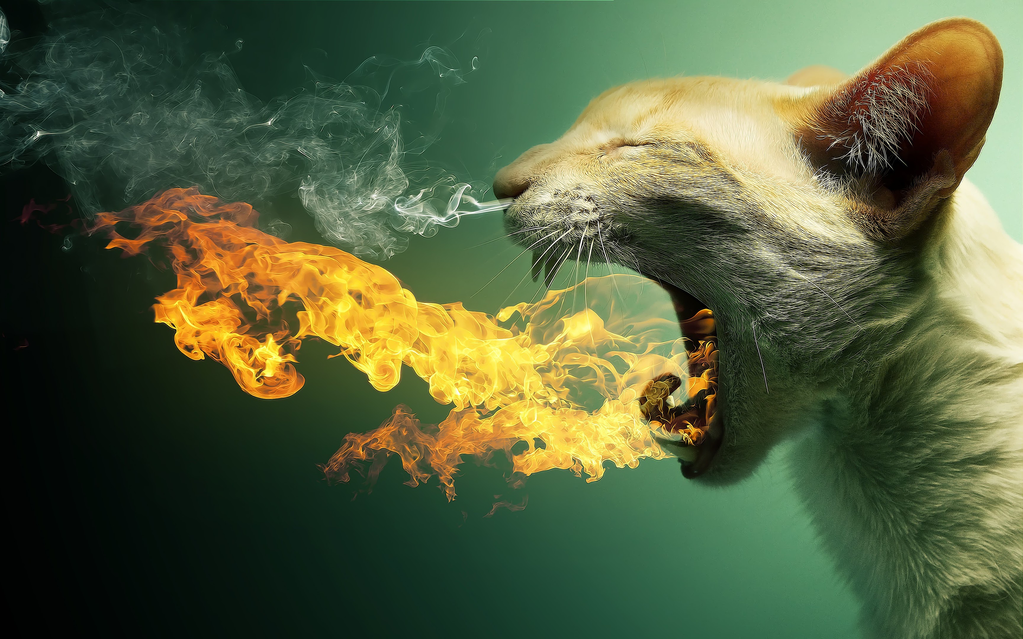 Cat, Fire Breath, 4K, 3840x2160, #27 Wallpaper PC Desktop