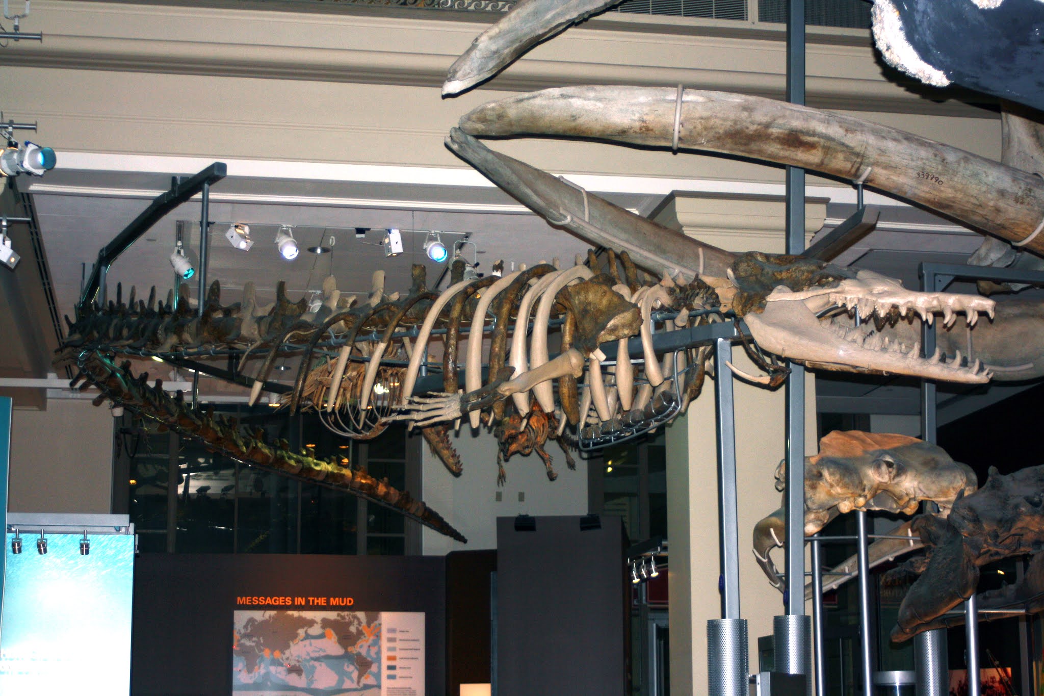 The Coastal Paleontologist: Obscure controversies in Cenozoic marine ...