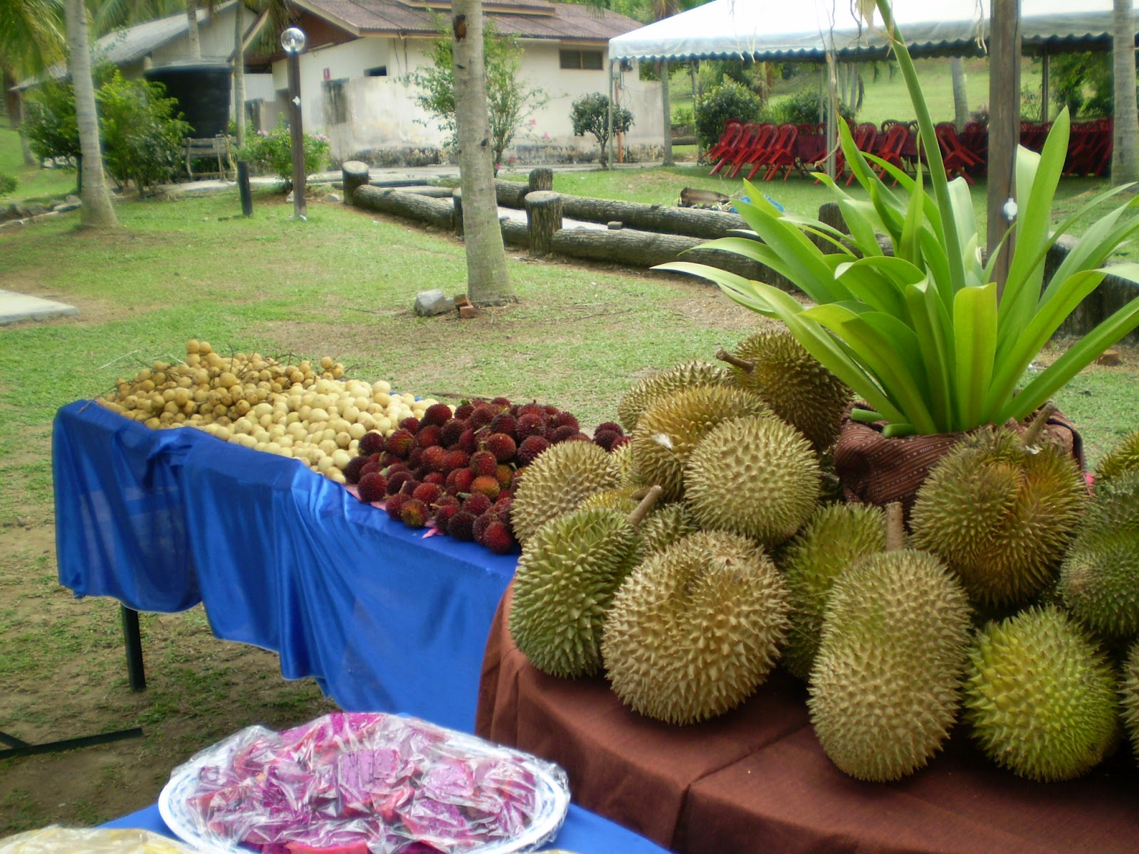 Melaka Tropical Fruit Farm: Lawatan ke Melaka Tropical Fruit Farm Sdn Bhd