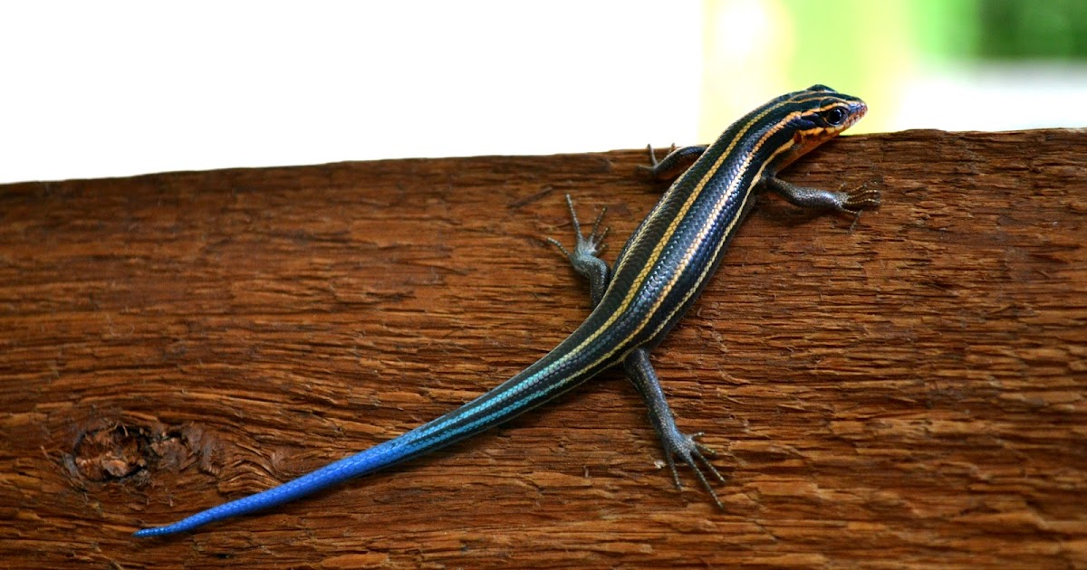 Our Neck of the Woods: Five-Lined Skink
