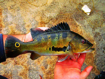 Mania de Aquário: Tucunaré (Peacock bass, Cichla sp.)