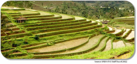 World rices: Cultivating rice in Indonesia