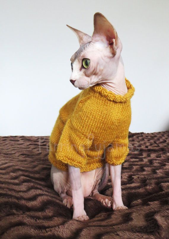 Sphynx Cat 25 images for Sphynx cute cats and some facts about it ...