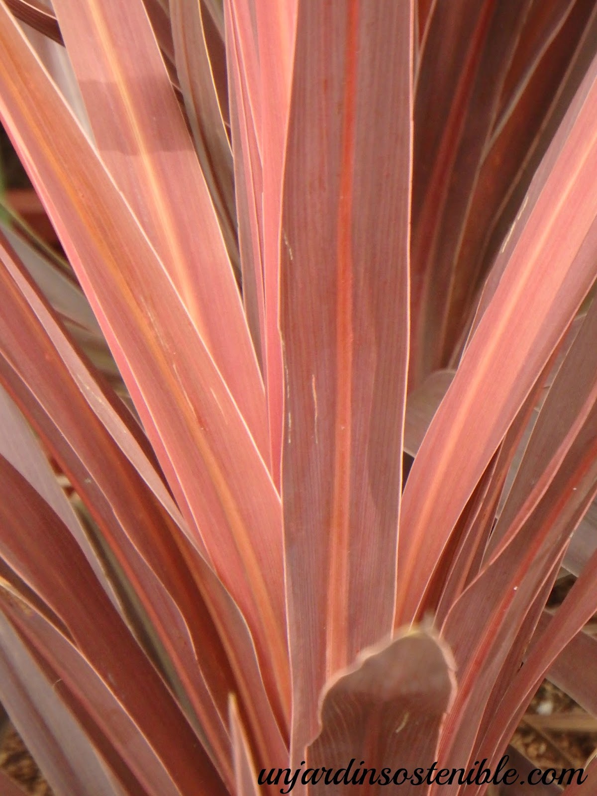 Phormium Tenax de hojas Purpureum, Varigadas o Matizadas y Tricolor.