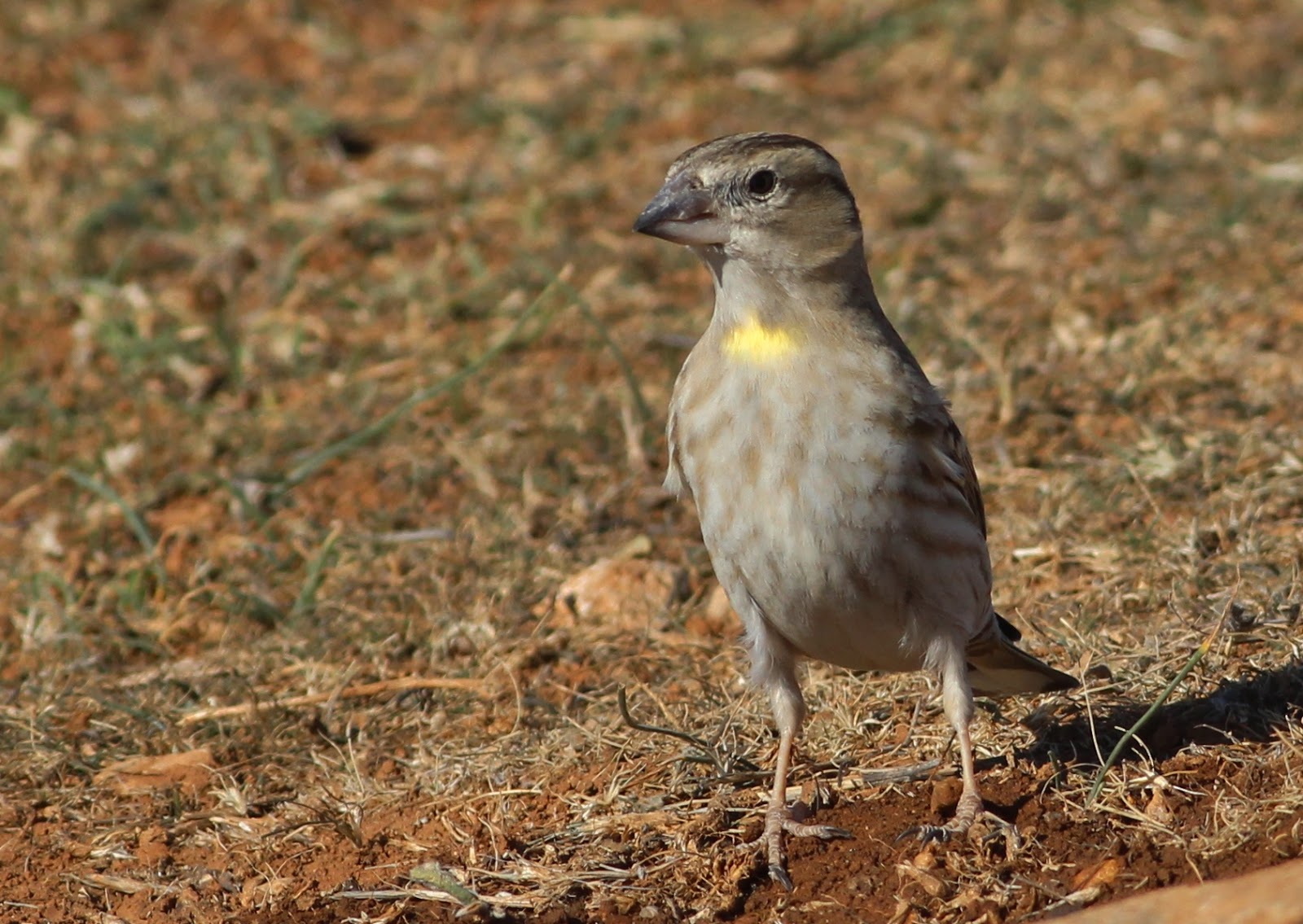 Biodiversity of Cyprus by NGO Protection of the Natural Heritage and ...