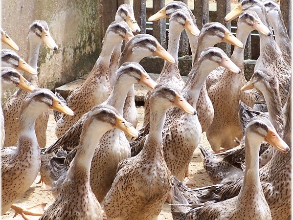 MENGENAL JENIS-JENIS BEBEK/ITIK PETELUR UNGGULAN MULAI DARI CIRI DAN ...