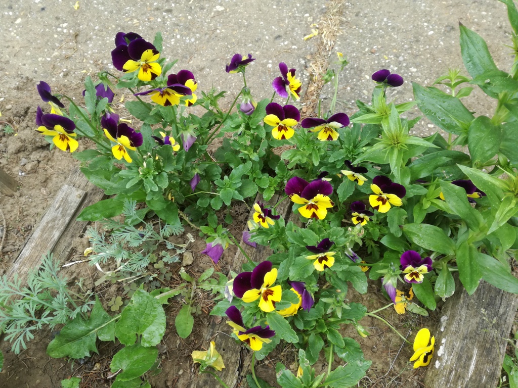 VERA:gondolataim /kézimunkáról és egyebekről/: orgona és más...