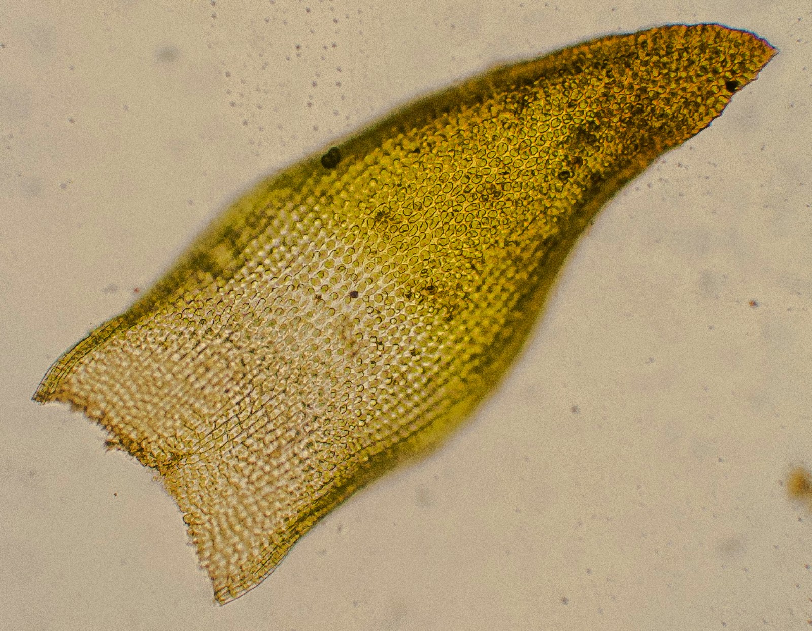 South Wales Bryophytes: Andreaea rupestris var. rupestris in RCT