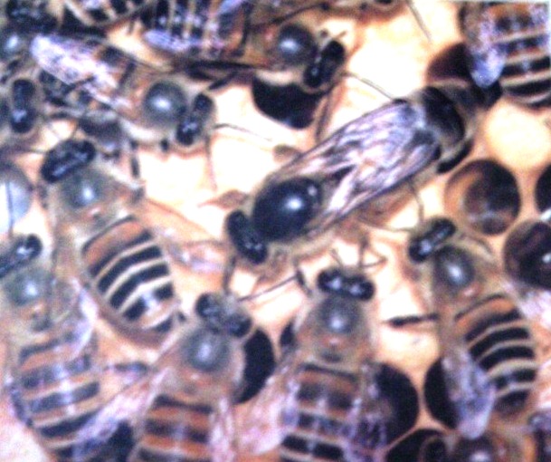 JERNANG (Daemonorops.Sp): Foto-foto Community-based Monitoring Systems ...