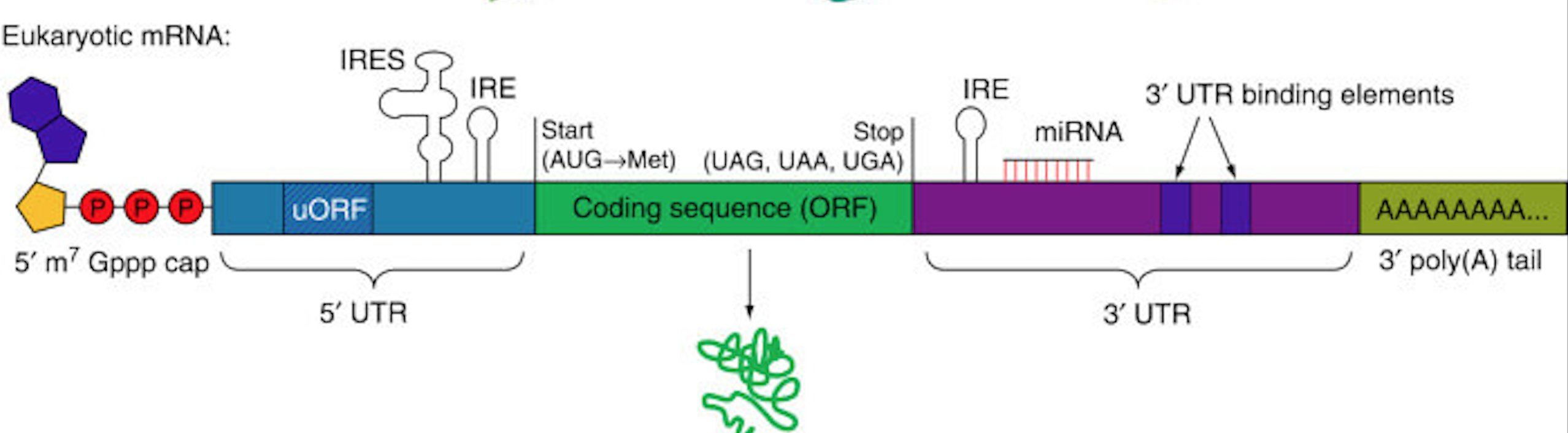 EN QUE CONSISTEN LAS VACUNAS ARNm CONTRA EL CORONAVIRUS SARS-COV-2