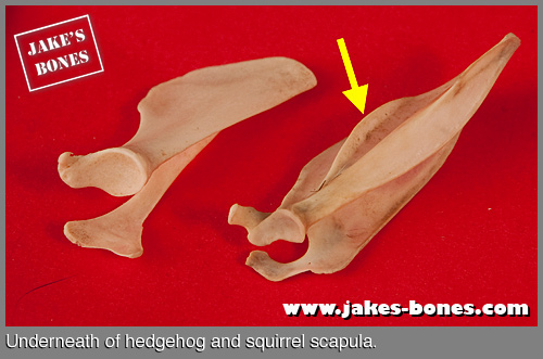 Comparing bones: scapulas (shoulder blades) : Jake's Bones