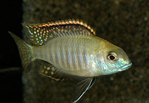 Alma d'Água: Peixes / Perciformes / Cichlidae / Malawi / Haplochromideos