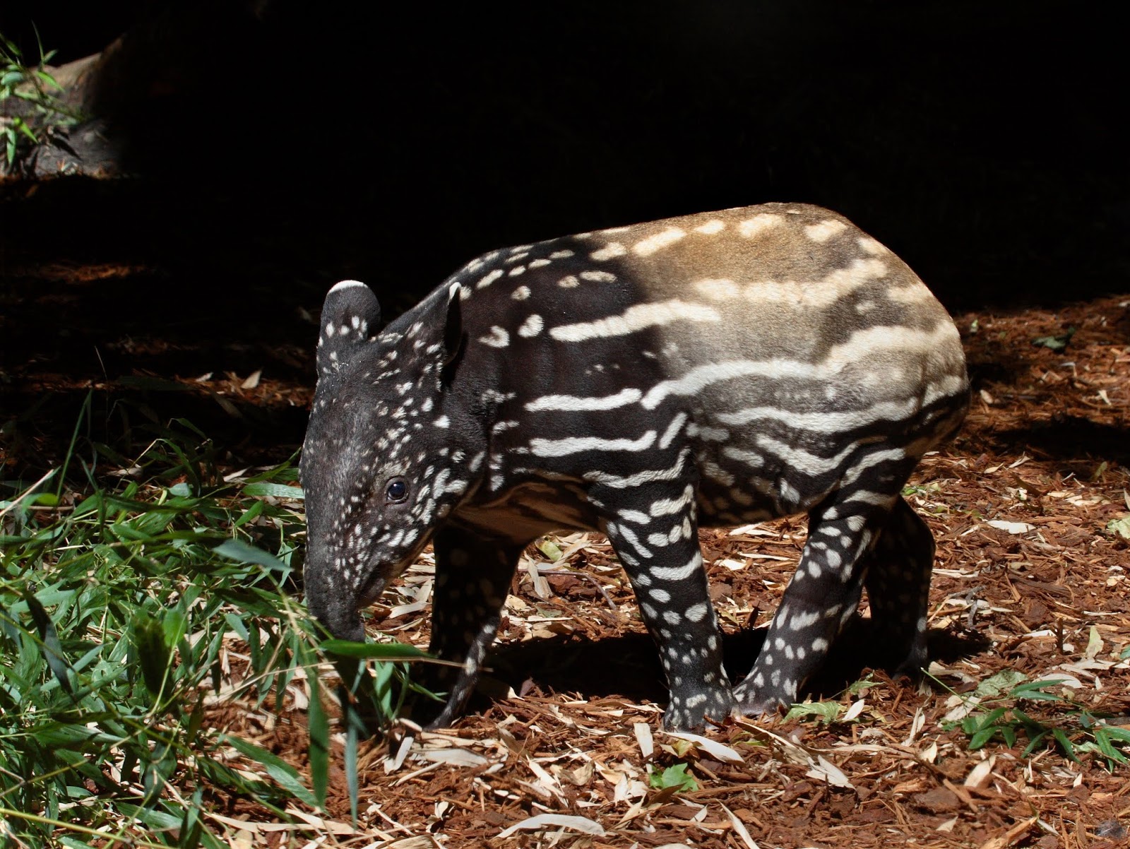 Malayan tapir Ulan is expecting her first baby this summer!