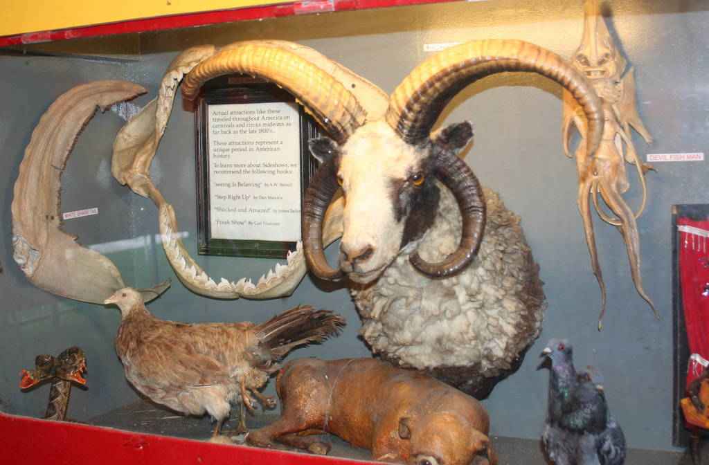 The Carpetbagger: The Modern Day Freak Show