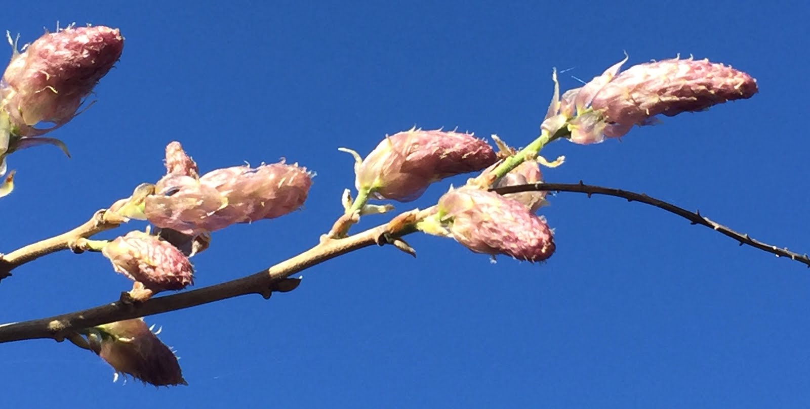 Heidi Floren Gallery: Flowers