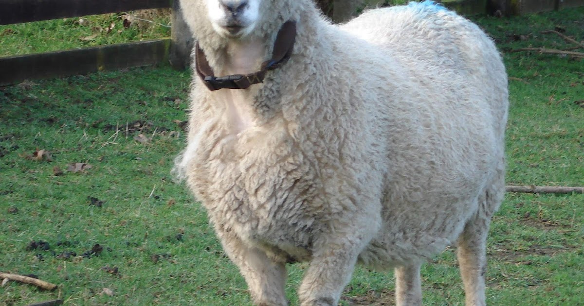 Animals and Emotions: How can you tell your sheep is happy?