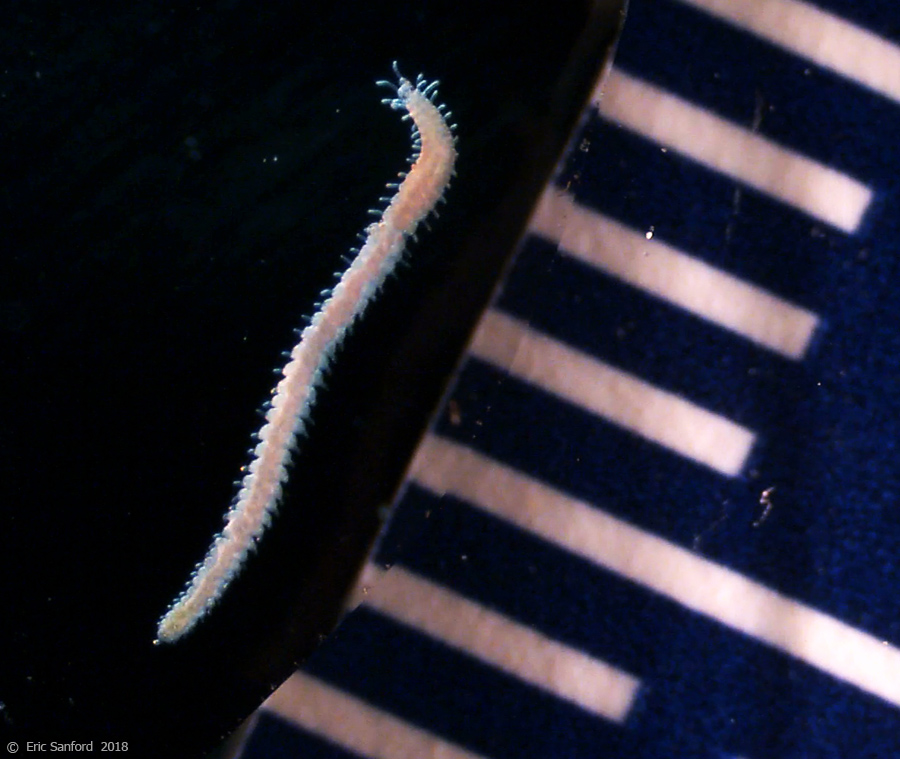 The Natural History of Bodega Head: At home in the hydrocoral