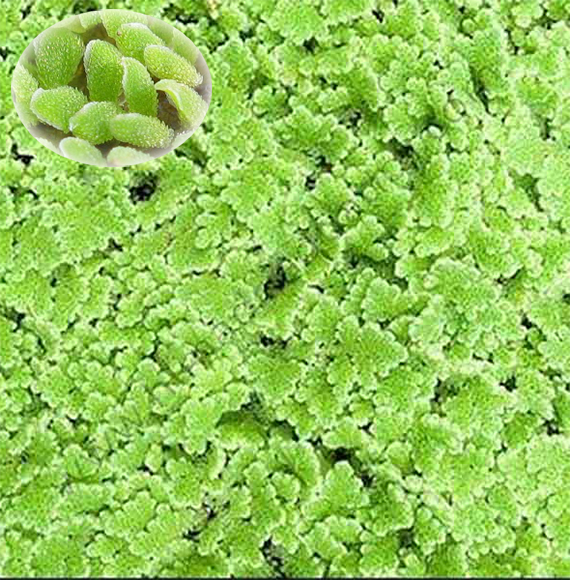 Azolla imbricata
