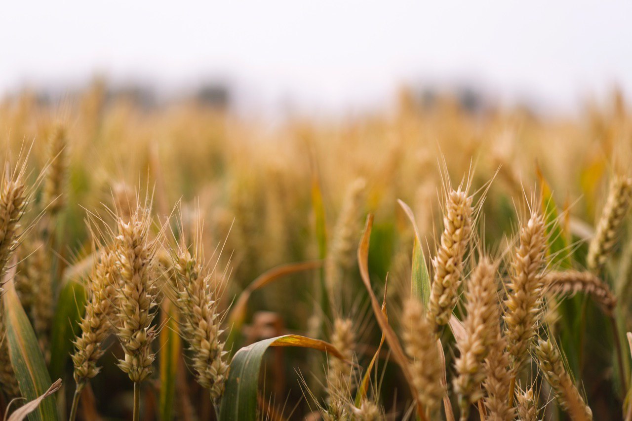 11 flower landscape photography tips，50pictures, come to see my tips ...