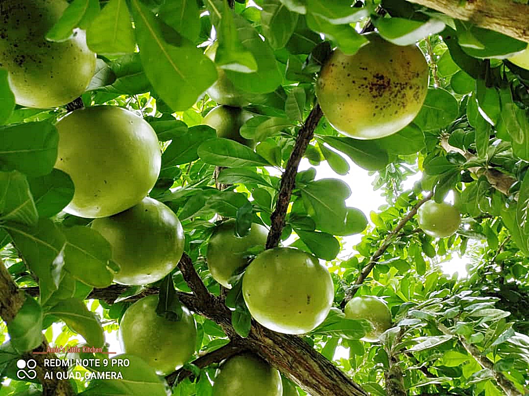Berkenalan dengan Buah Labu Kayu @ Buah Maja @ Delima Batu @ Applewood ...