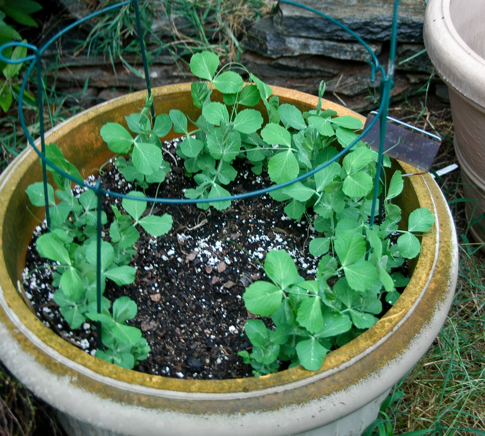 24+ Breathtaking Planting Peas In Containers | Inspiratif Design
