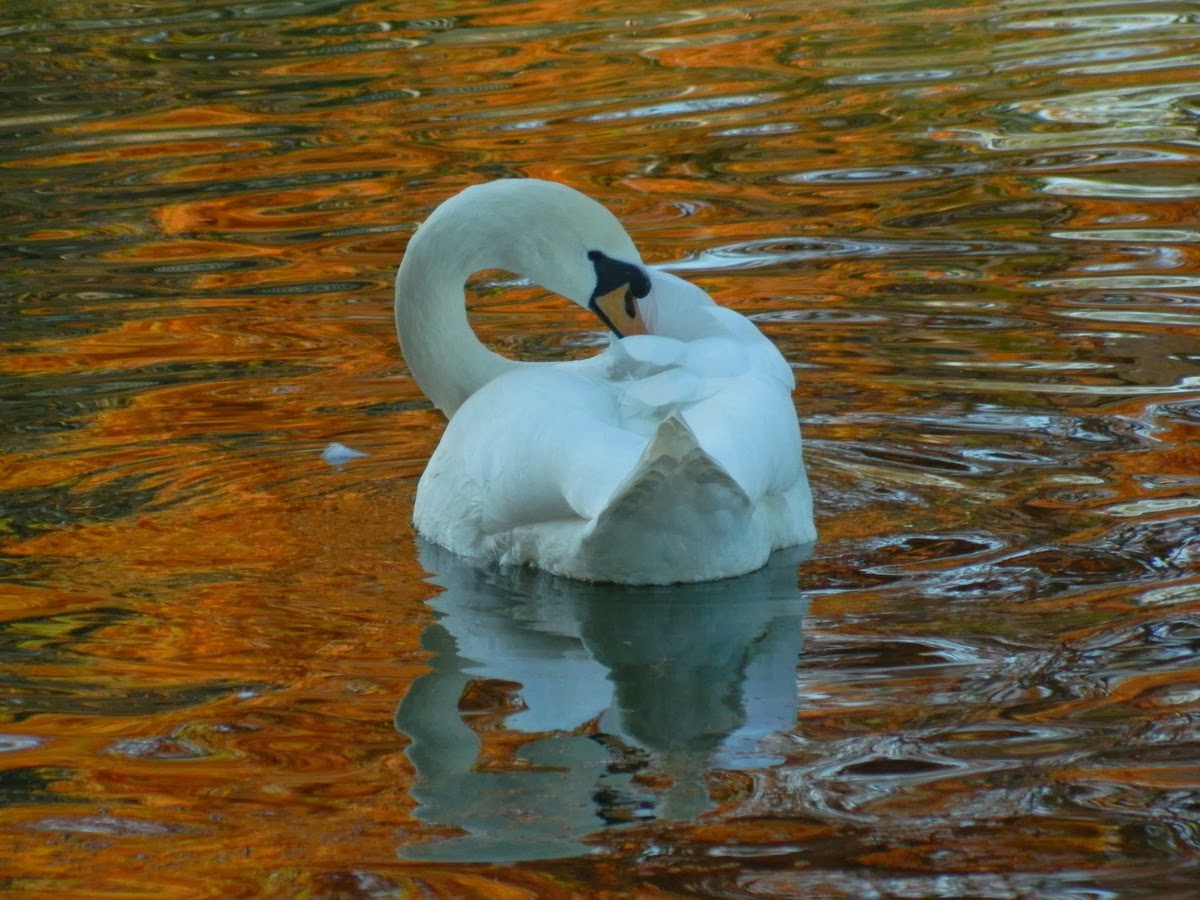 LA MULTI ANI, ROMANIA!: Lebada alba