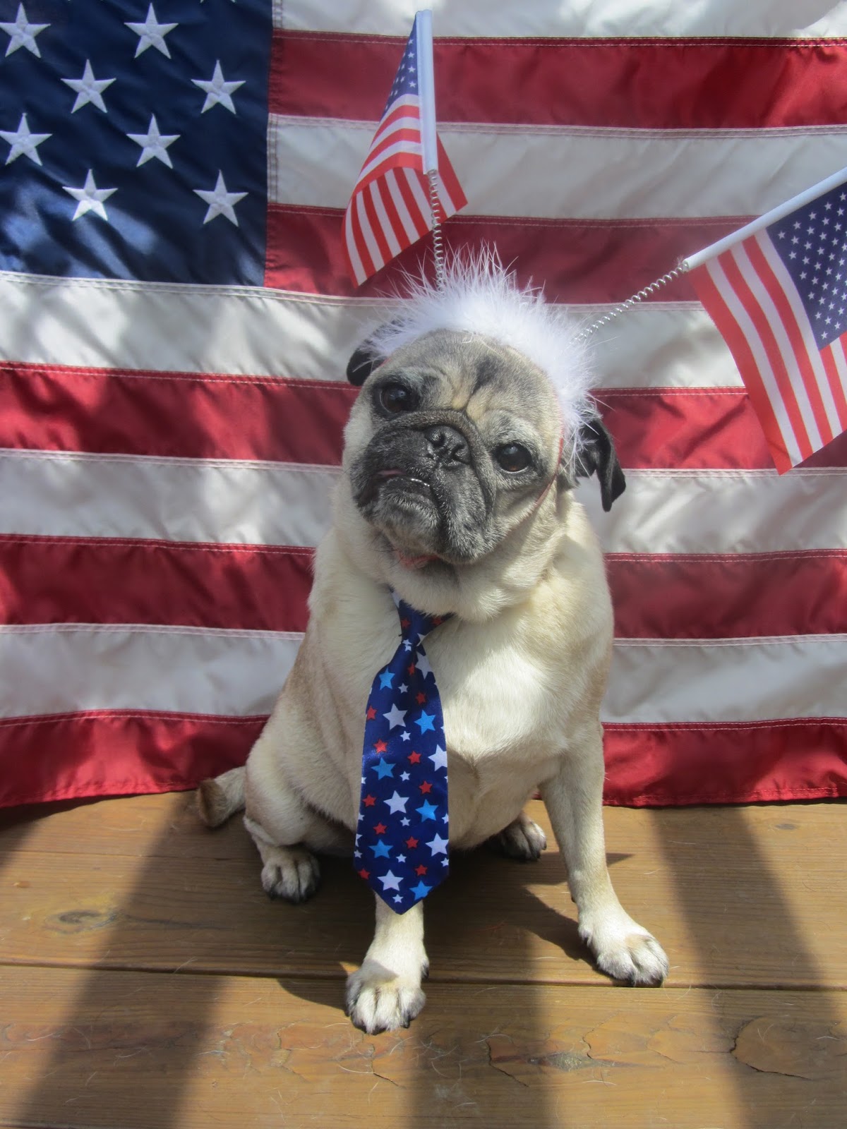 A Day in the Life of Pugs: Happy 4th of July!!!!!