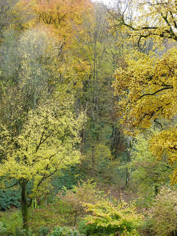 Les Pins Noirs: Acer Hersii, Cornus kousa "Great Star" ou Viburnum "Huron"