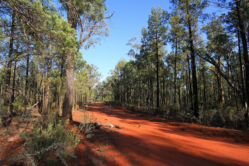 A Bird in the Bush: Pillaga Scrub