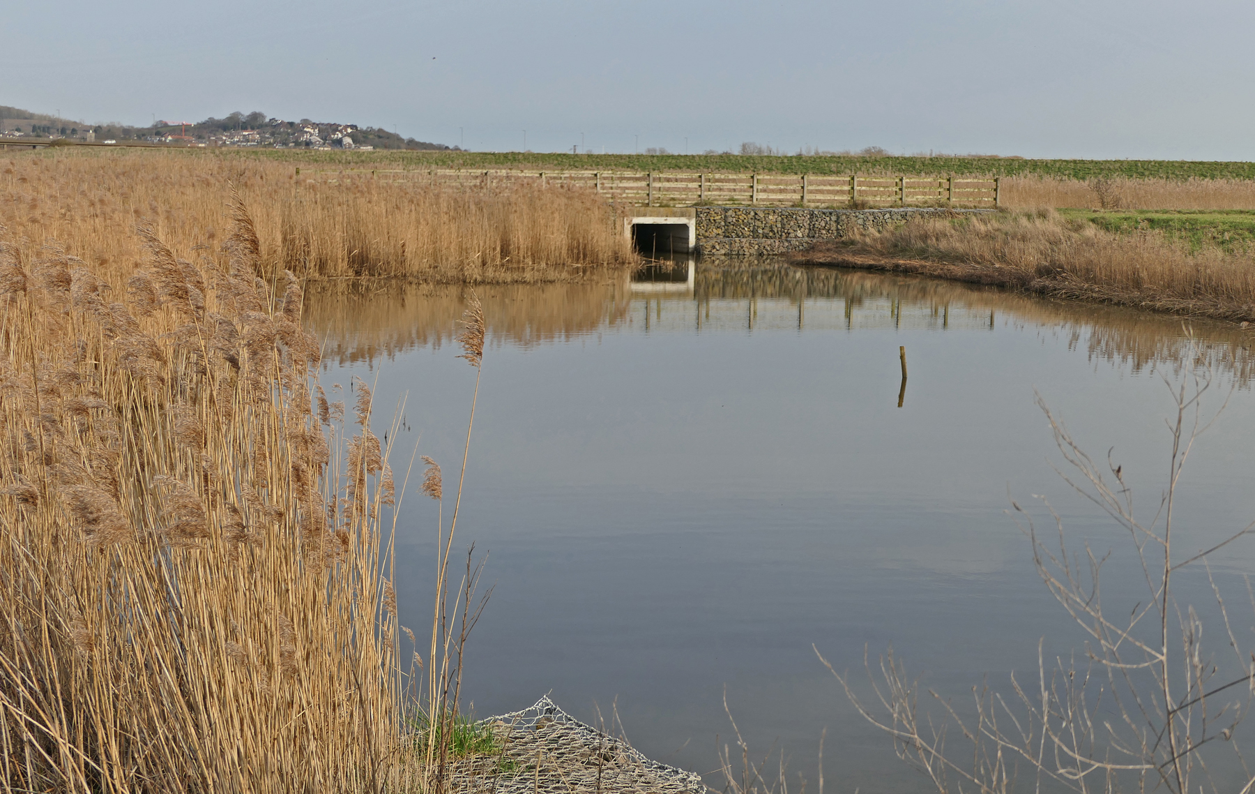 Bowers Marsh walk, February 2021 No. 8