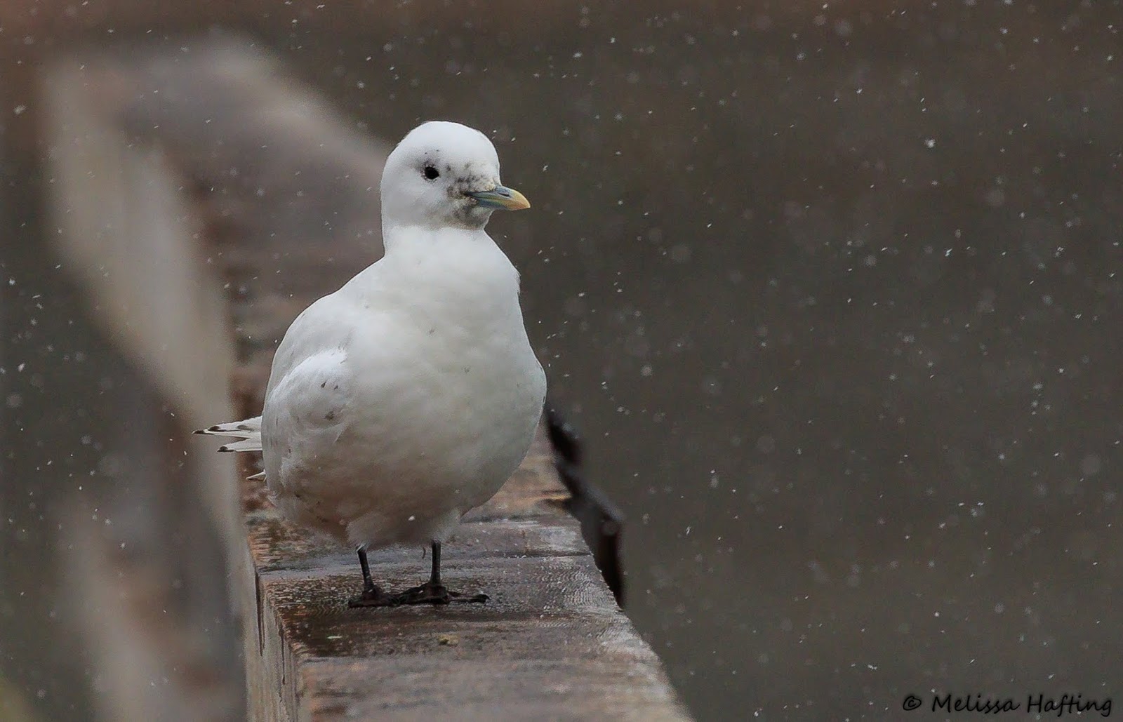 Finally I got to see one of my most wanted birds: THE IVORY GULL