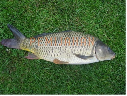 spesiesjenisikan: CARA PEMIJAHAN IKAN KARPER